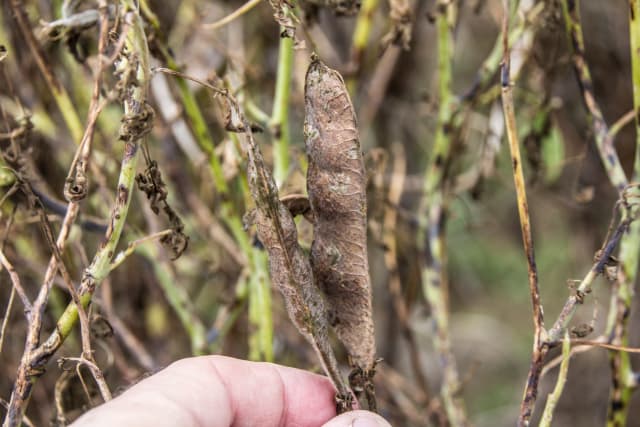 Harvesting Chocho Beans | Ecuador Travel Photos