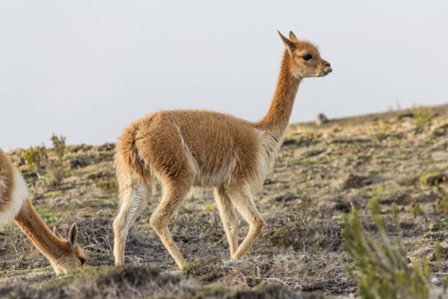 Climbing Mount Chimborazo | Ecuador Travel Photos