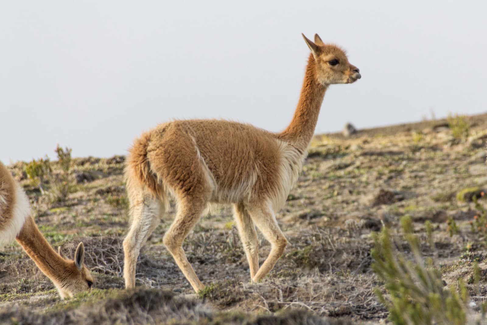 Climbing Mount Chimborazo | Ecuador Travel Photos